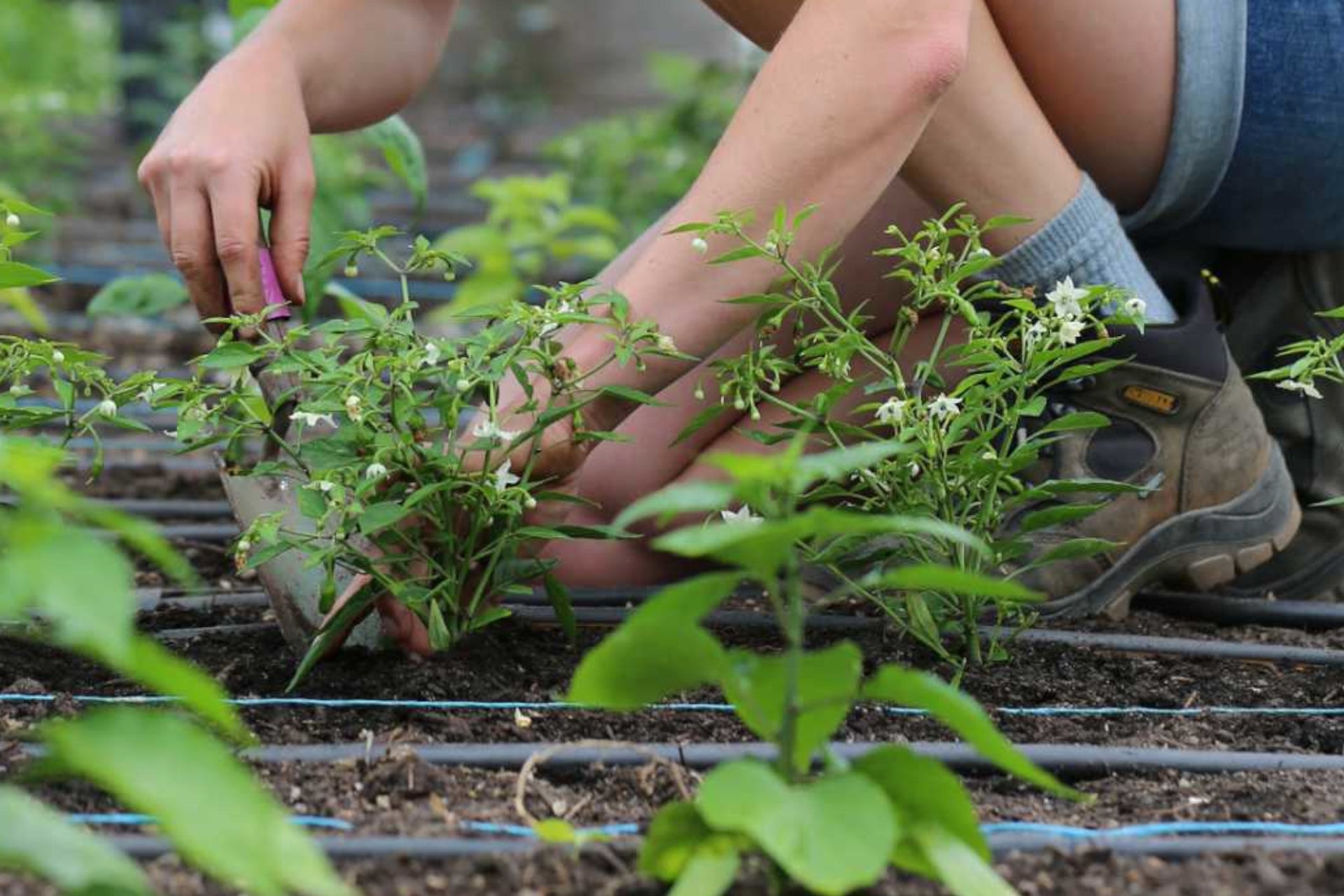 A guide to growing your own vegetable patch