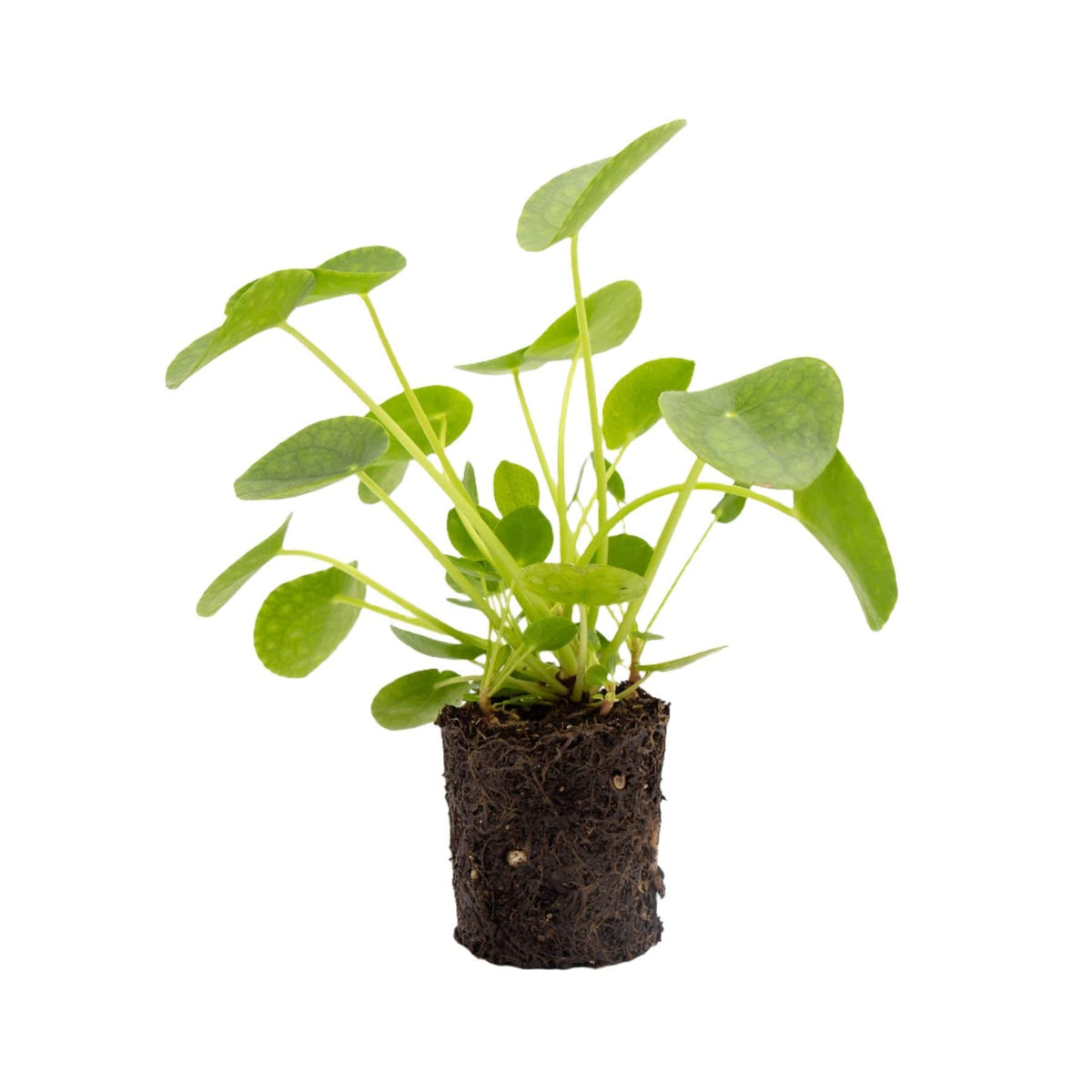 Coffee & Tea Plants | Sustainable Plants | Eden-Grown Plants