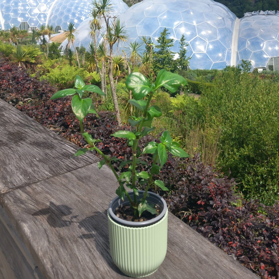 Coffee & Tea Plants | Sustainable Plants | Eden-Grown Plants