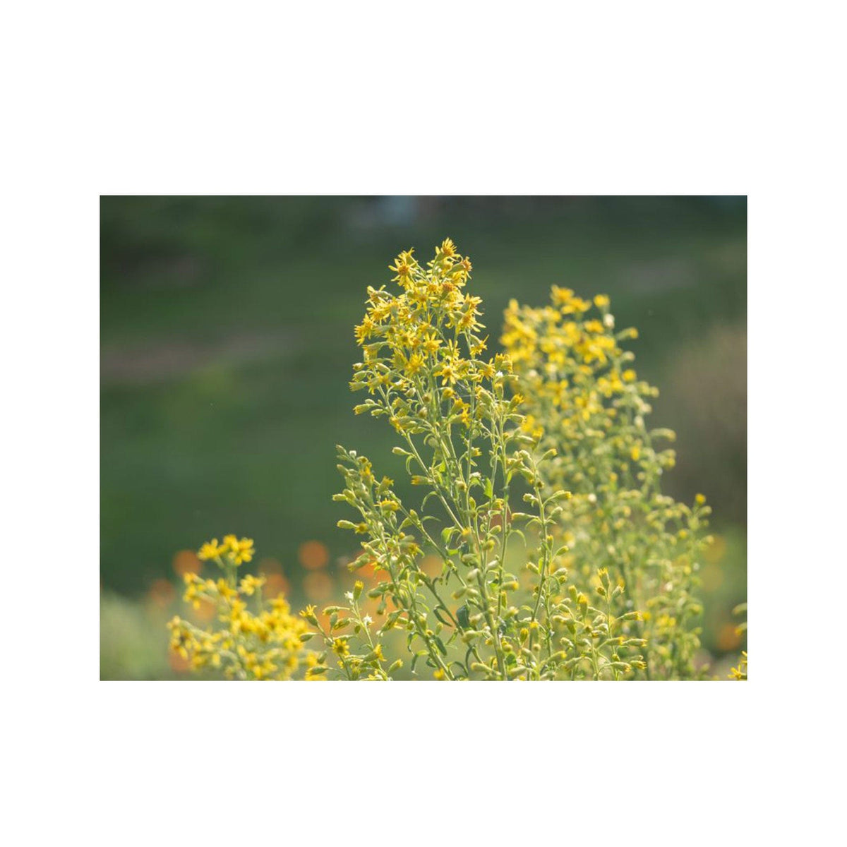 Goldenrod seed pack